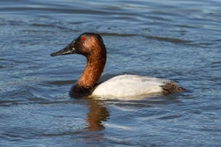 Canvasback | Animal Database | Fandom