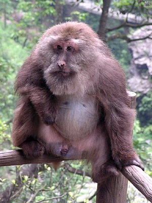Tibetan Macaque | Animal Database | Fandom