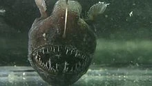 Humpback Anglerfish | Animal Database | Fandom