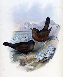 Lord Howe Thrush | Animal Database | Fandom