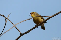 Common Jery | Animal Database | Fandom