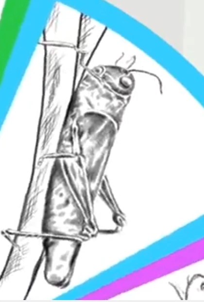 Rocky Mountain Locust | Animal Database | Fandom