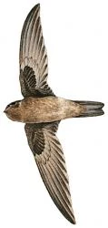 Atiu Swiftlet | Animal Database | Fandom