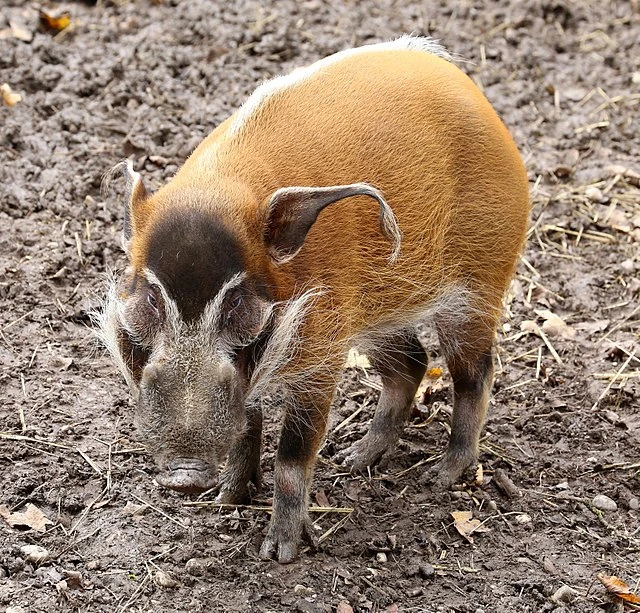 Red River Hog | Animal Database | Fandom