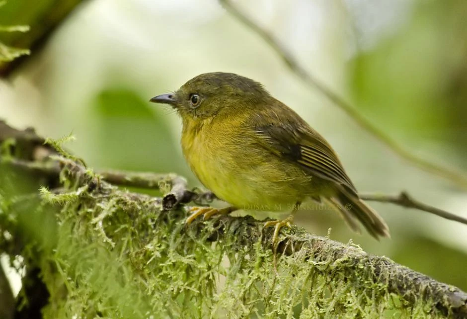 Bronze-olive Pygmy Tyrant | Animal Database | Fandom