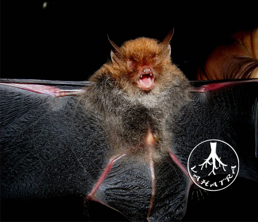 Malagasy Mouse-eared Bat | Animal Database | Fandom