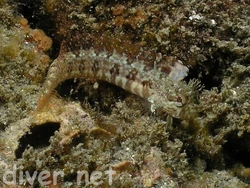 Yellowfin Fringehead | Animal Database | Fandom