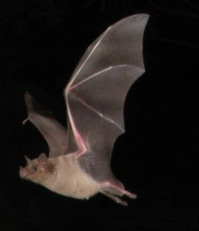 Southern Long-nosed Bat | Animal Database | Fandom
