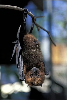 Rodrigues Flying Fox | Animal Database | Fandom