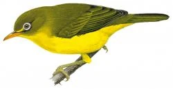 Rota White-eye | Animal Database | Fandom
