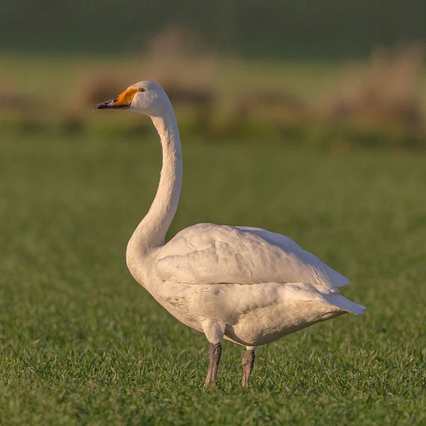 Whooper Swan | Animal Database | Fandom