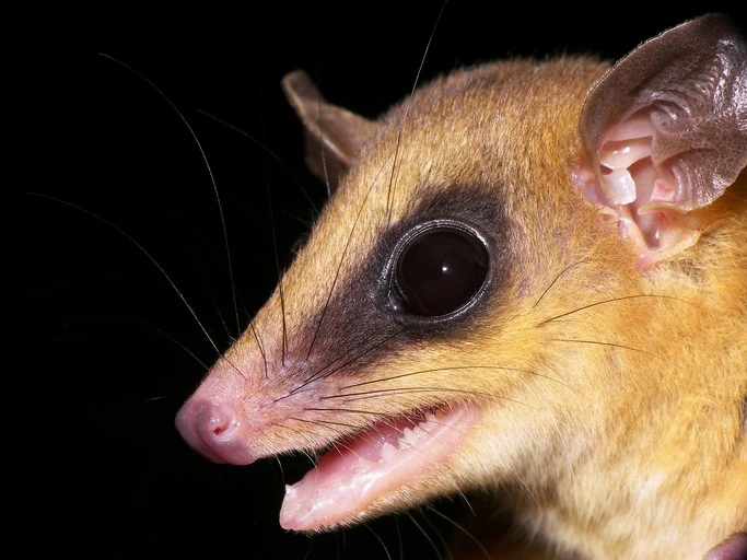 Robinson's mouse opossum | Animal Database | Fandom