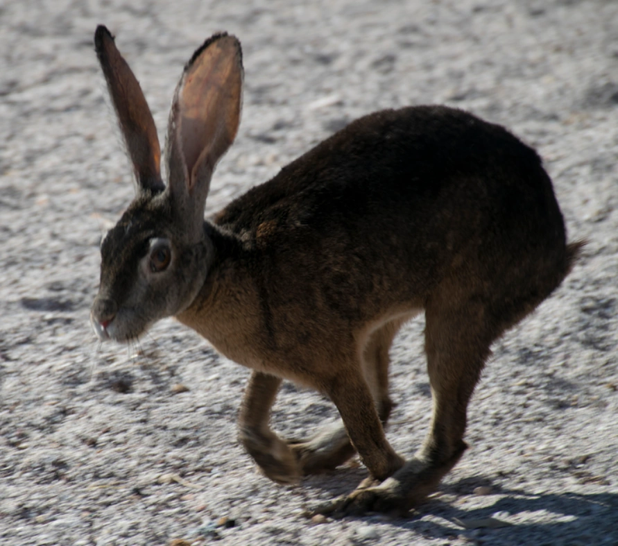 Black Jackrabbit | Animal Database | Fandom