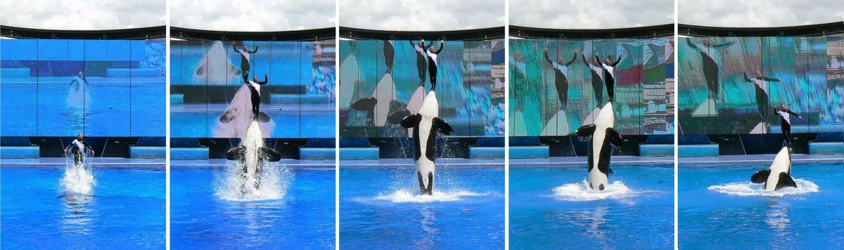 Kayla (orca) | Animal Database | Fandom