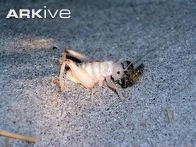 Coachella Giant Sand Treader Cricket | Animal Database | Fandom