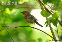 Tinian Monarch | Animal Database | Fandom