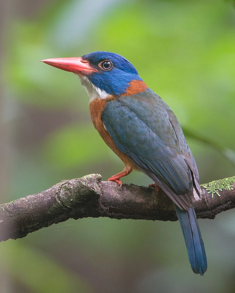 Green-backed Kingfisher | Animal Database | Fandom
