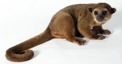 Kinkajou | Animal Database | Fandom