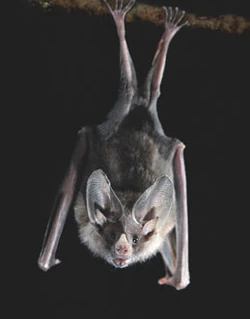 Heart-nosed Bat | Animal Database | Fandom