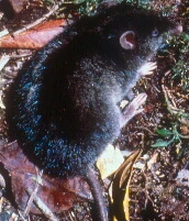 Isarog Striped Shrew-rat | Animal Database | Fandom