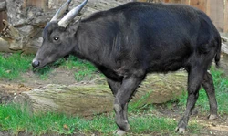 Anoa | Animal Database | Fandom