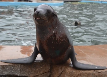 Zeus | Animal Database | Fandom