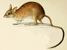 Long-Tailed Hopping Mouse | Animal Database | Fandom