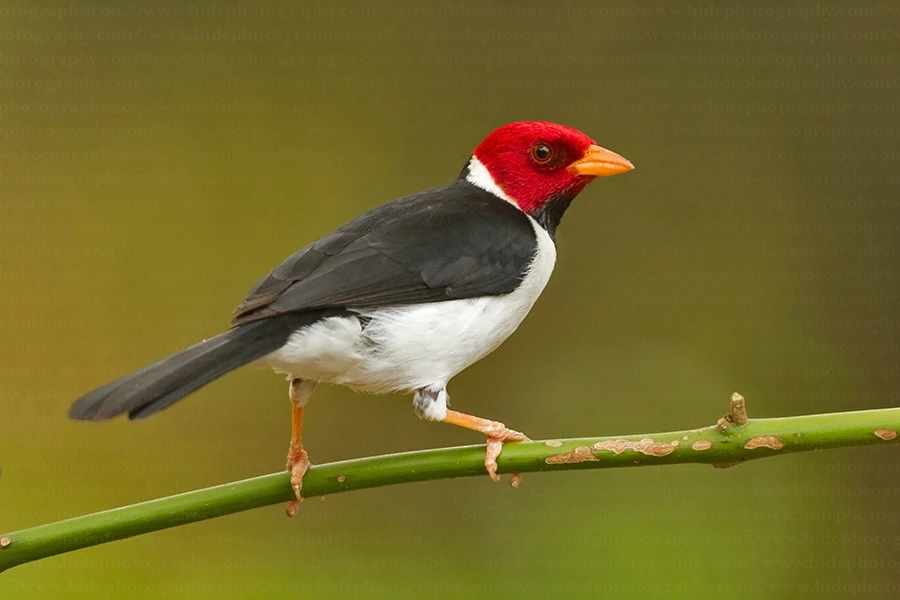 Yellow-billed Cardinal | Animal Database | Fandom