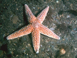 Common Starfish | Animal Database | Fandom