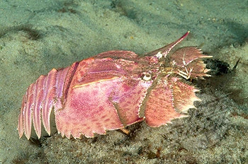 Balmain Bug | Animal Database | Fandom