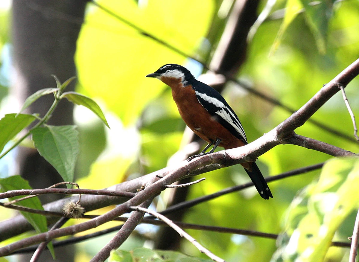Rufous-bellied Triller | Animal Database | Fandom
