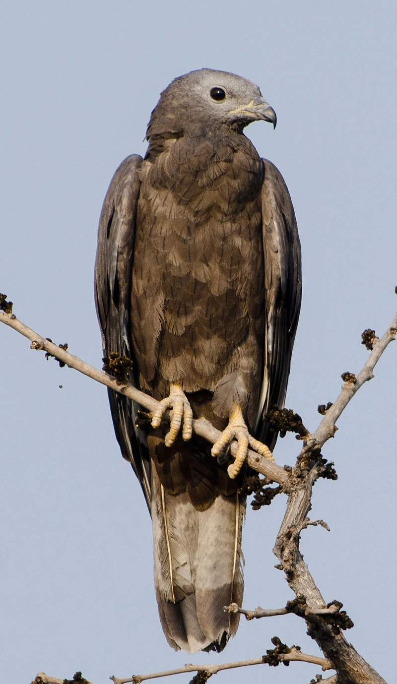 Crested Honey Buzzard | Animal Database | Fandom