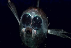 Winteria telescopa | Animal Database | Fandom