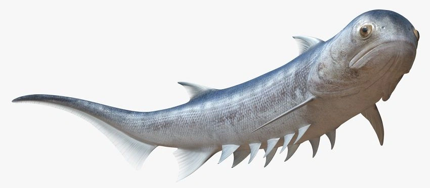 Climatius | Animal Database | Fandom