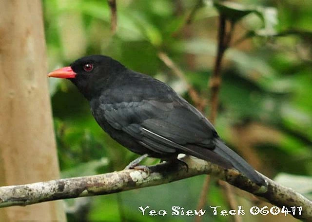 Black Oriole | Animal Database | Fandom