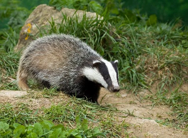 European Badger | Animal Database | Fandom