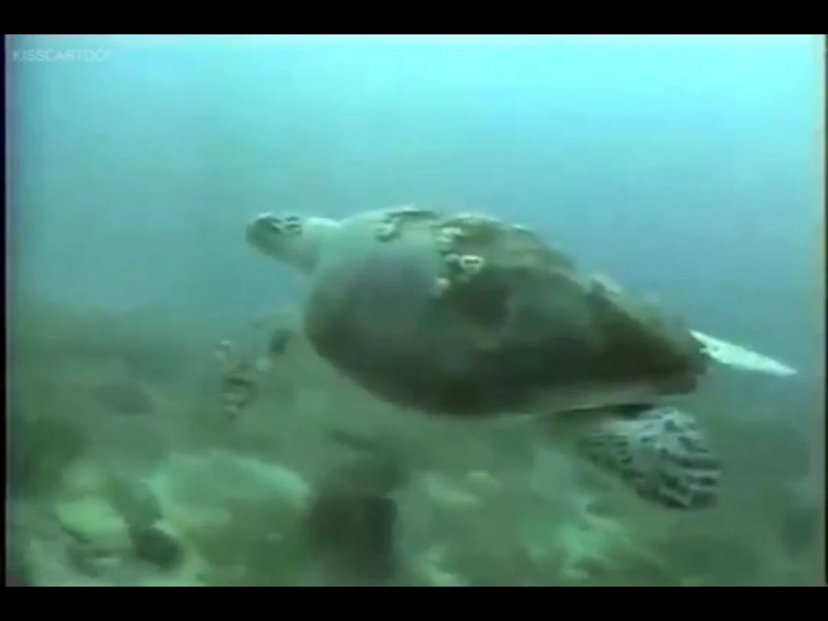 Taiwanese Sea Turtle | Animal Database | Fandom