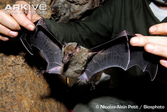 New Caledonia Blossom Bat | Animal Database | Fandom