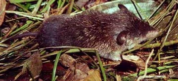 Mindanao Gymnure | Animal Database | Fandom