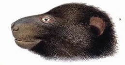 Pteralopex | Animal Database | Fandom