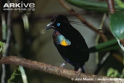 Lawes's Parotia | Animal Database | Fandom