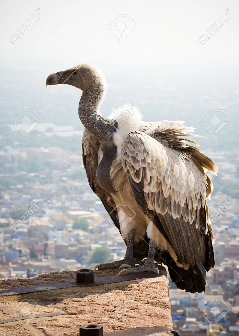 White-backed Vulture | Animal Database | Fandom