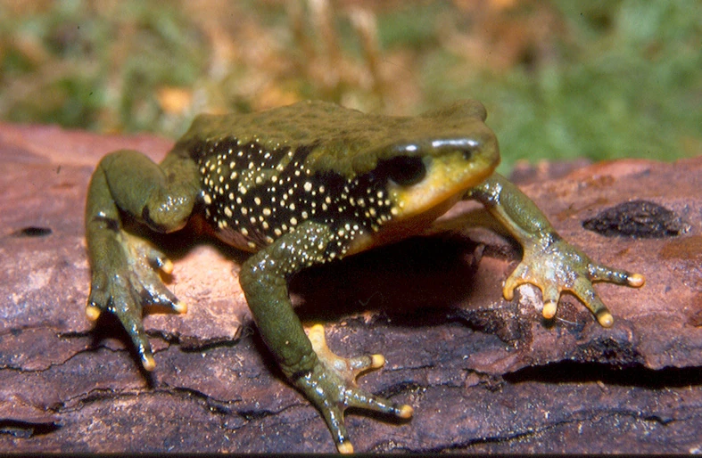 Peru Stubfoot Toad | Animal Database | Fandom
