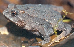 Crepidophryne chompipe | Animal Database | Fandom