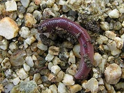 Clitellates (Class Clitellata) | Animal Database | Fandom