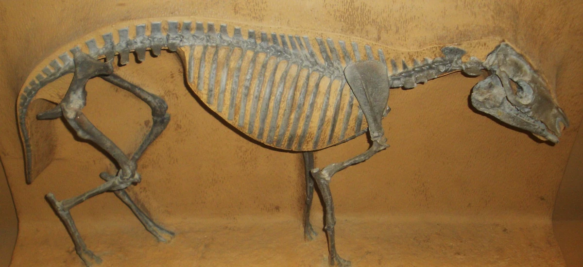 Protorohippus | Animal Database | Fandom
