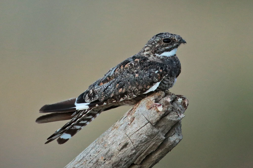 Lesser Nighthawk | Animal Database | Fandom