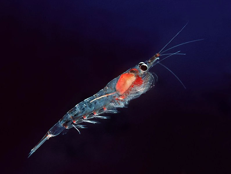 Northern Krill | Animal Database | Fandom