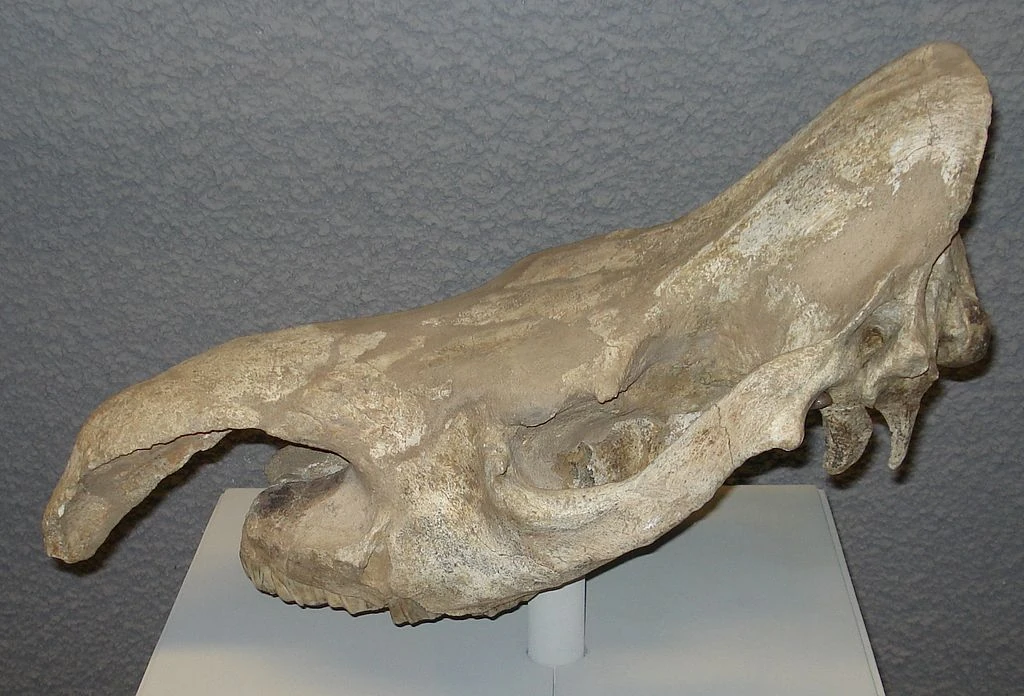 Narrow-nosed Rhinoceros | Animal Database | Fandom