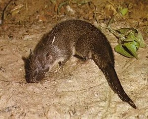 Giant Otter Shrew | Animal Database | Fandom